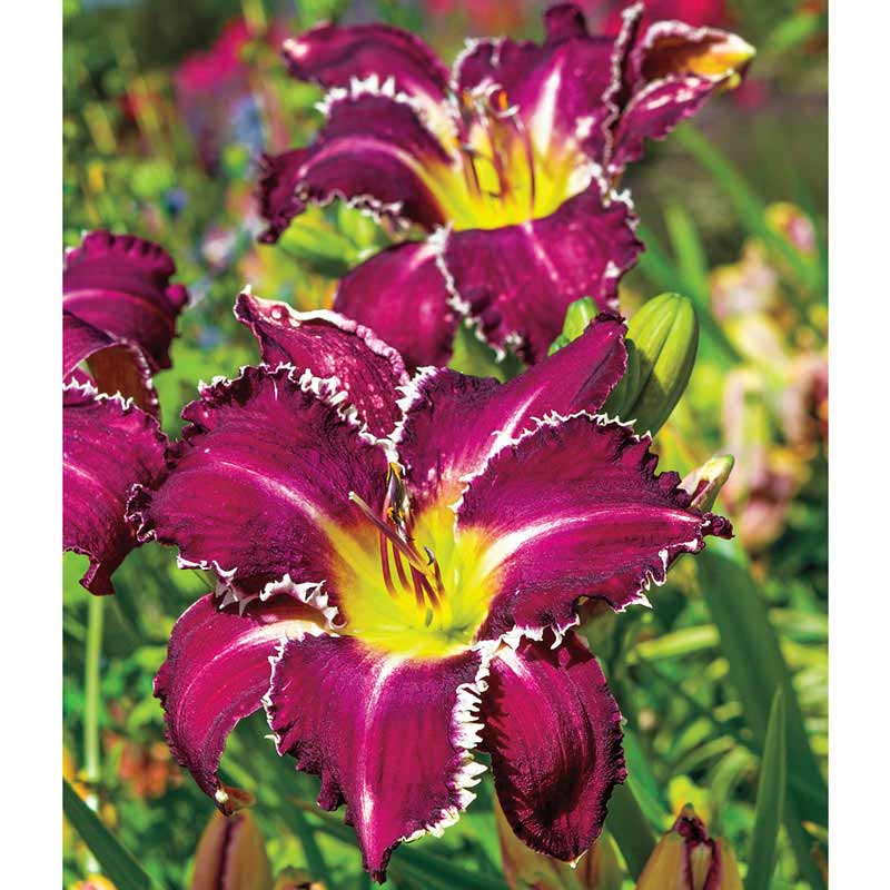Snaggle Tooth Reblooming Daylily | Shop Daylily - Sun Perennials ...