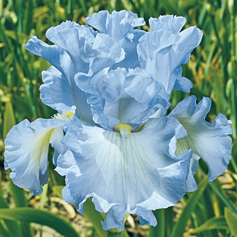 Absolute Treasure Bearded Iris - Shop Bearded Iris Bulbs | PlantsRose
