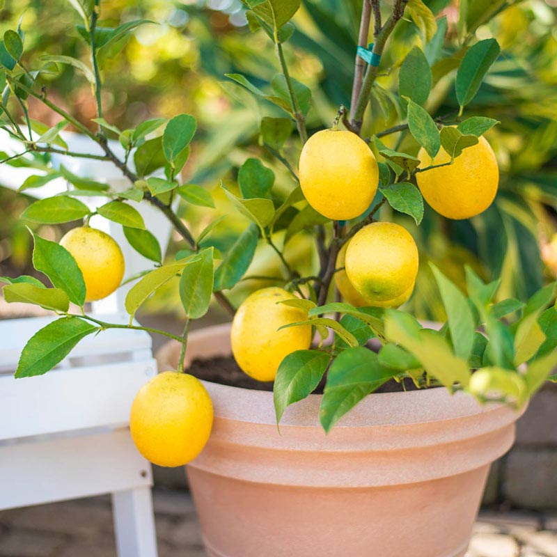 Lemon Tree for Sale- Buy Meyer Lemon Tree | PlantsRose