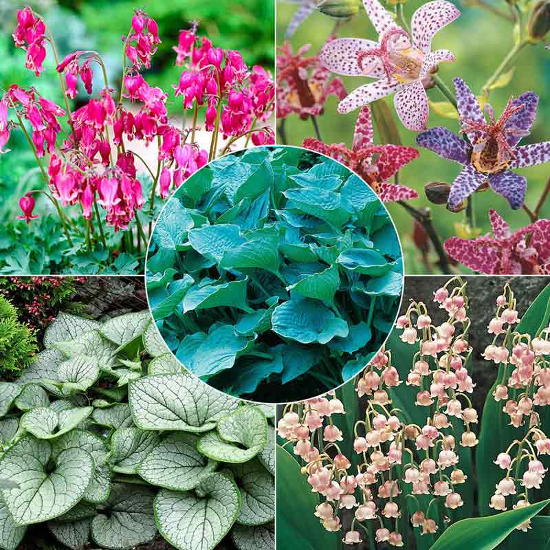 Color in the Shade Garden | PlantsRose