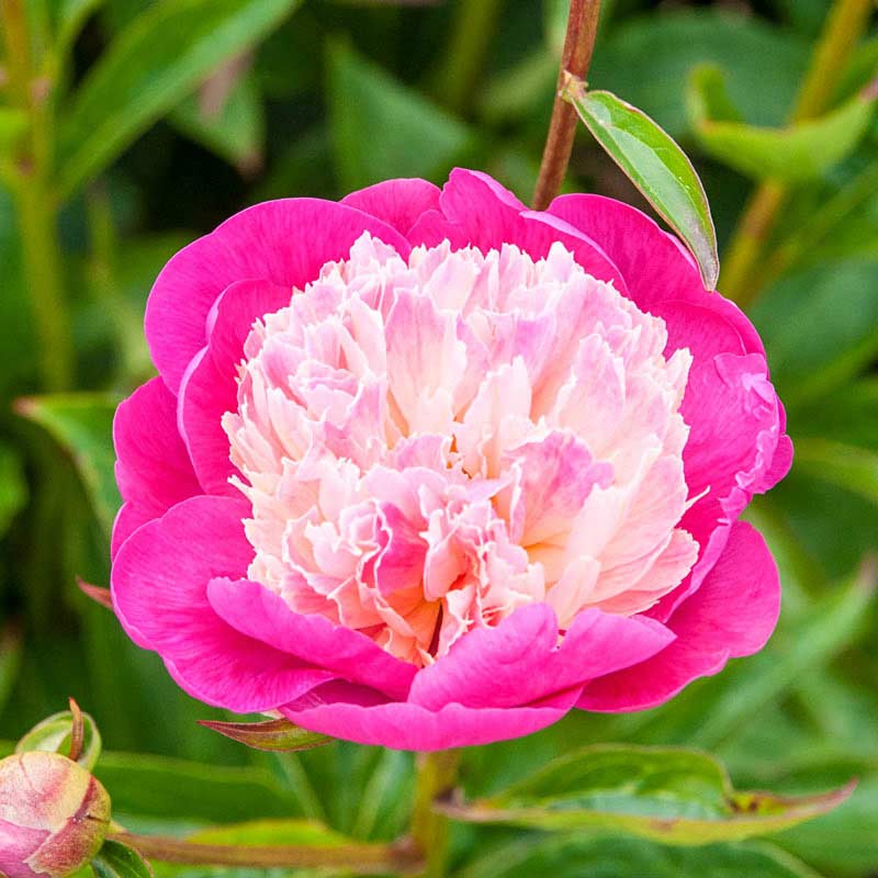 Gay Paree Peony | Shop Peonies | PlantsRose