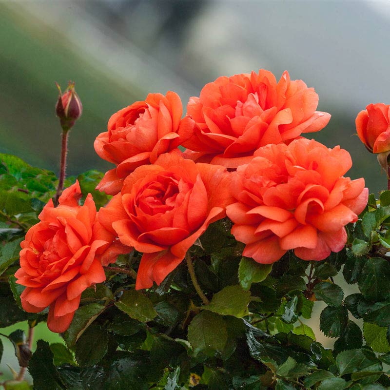 Above All Climbing Rose - Buy Roses | PlantsRose