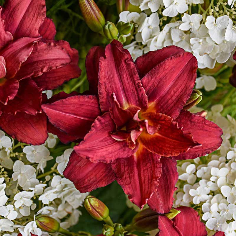Double Pardon Me Daylily | Shop Hemerocallis | PlantsRose