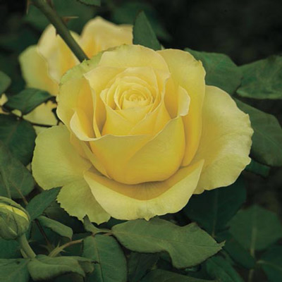 St Patrick Rose | PlantsRose