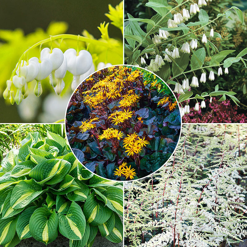 Shady Characters Shade Perennial Collection | PlantsRose