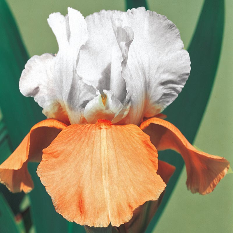 Invitation Reblooming German Iris | PlantsRose