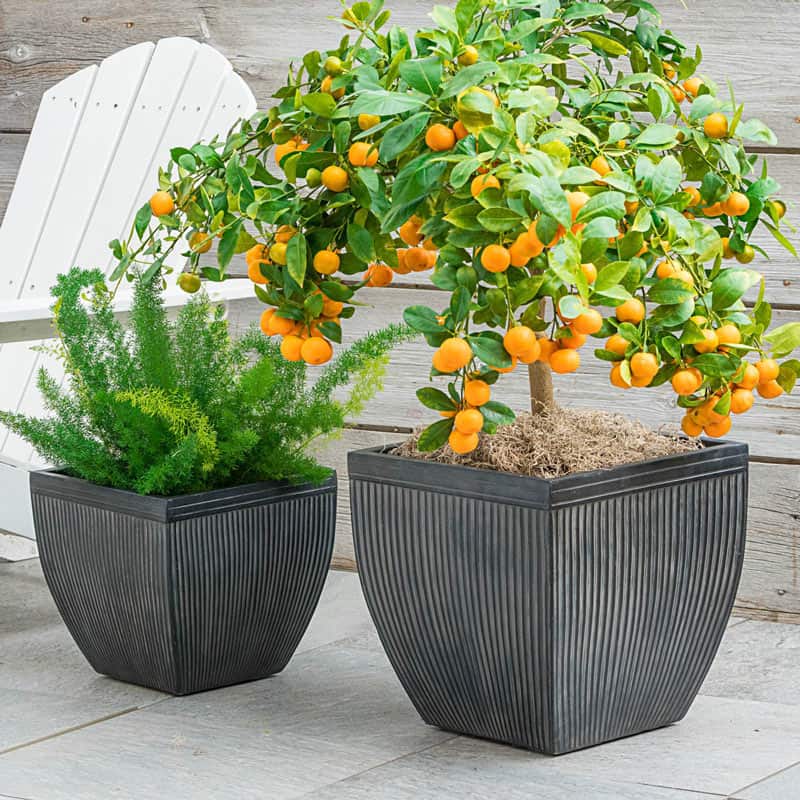 Calamondin Orange Tree | PlantsRose