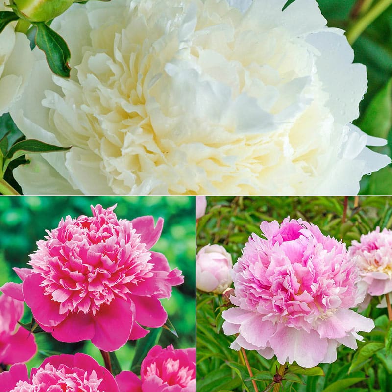Seriously Fragrant Peony Collection | PlantsRose