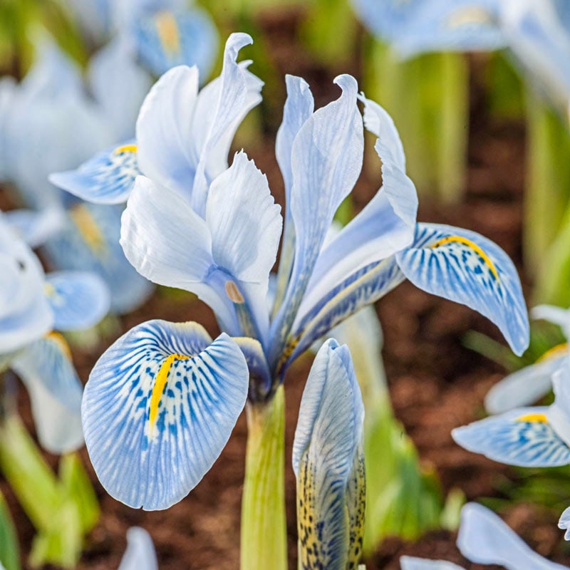 Sheila Ann Iris | Shop Iris reticulata | PlantsRose