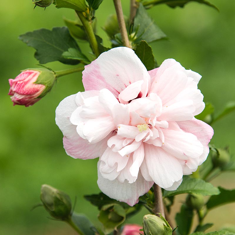 Strawberry Smoothie Hibiscus | Rose of Sharon | PlantsRose