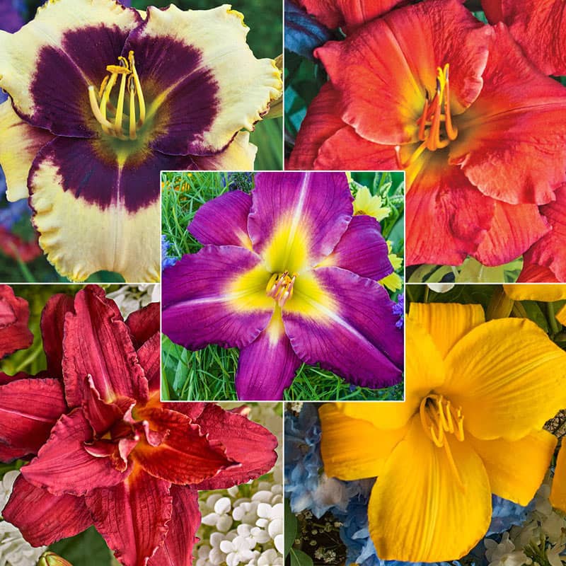 Reblooming Daylily Select Collection - Buy Daylilies | PlantsRose
