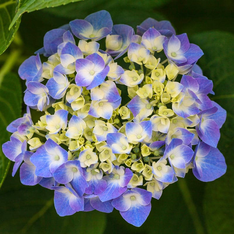 Reblooming Hydrangea Let’s Dance Blue Jangles | PlantsRose