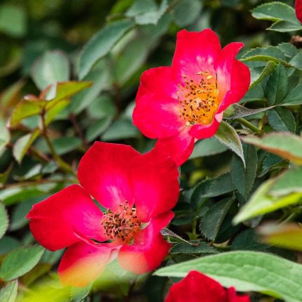 Groundcover Roses | plantsrose.com