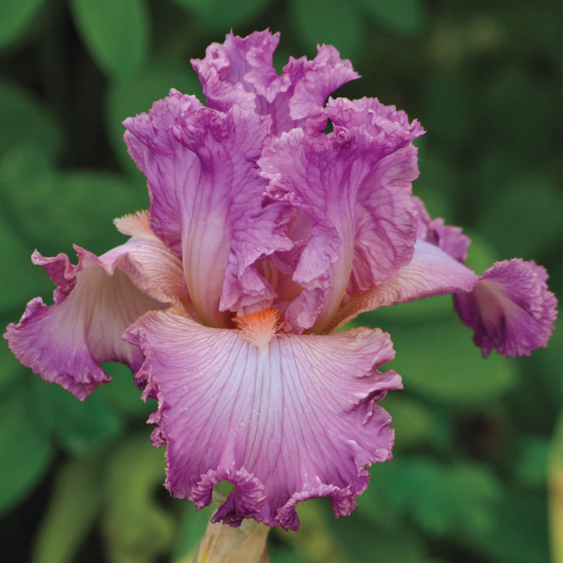 Social Graces Bearded Iris | Shop German Iris | PlantsRose
