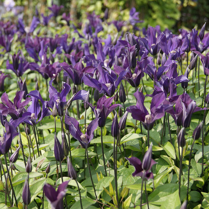 Clematis Blue Ocean - Shop Clematis | PlantsRose