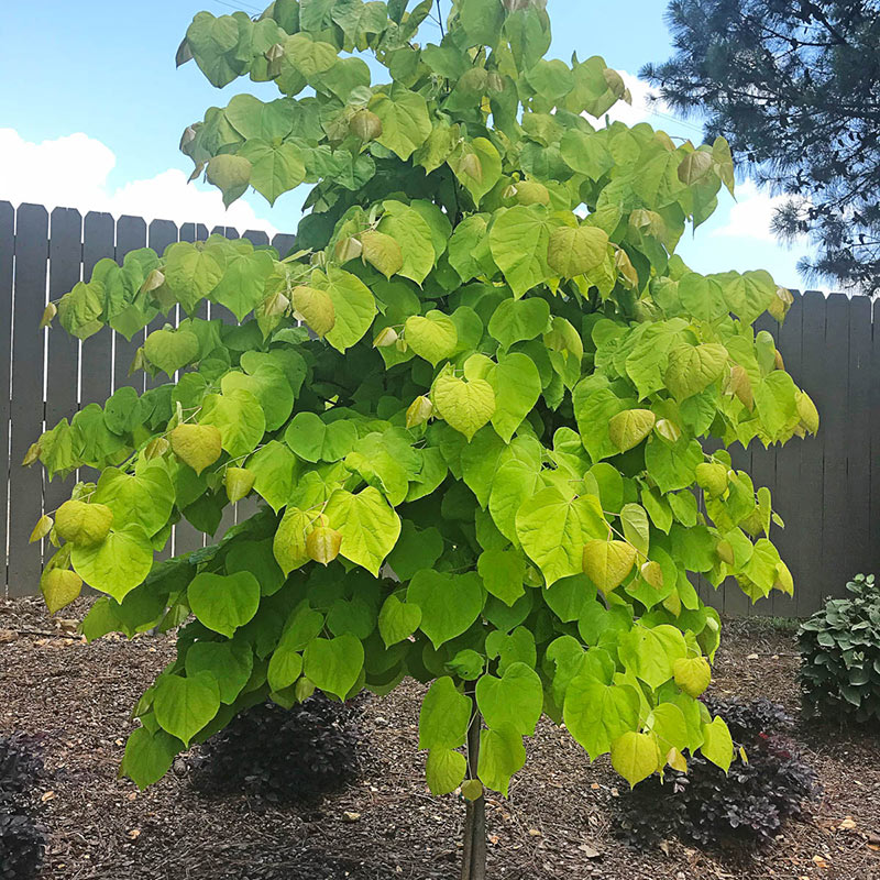 Rise 'N Shine Redbud Tree | PlantsRose