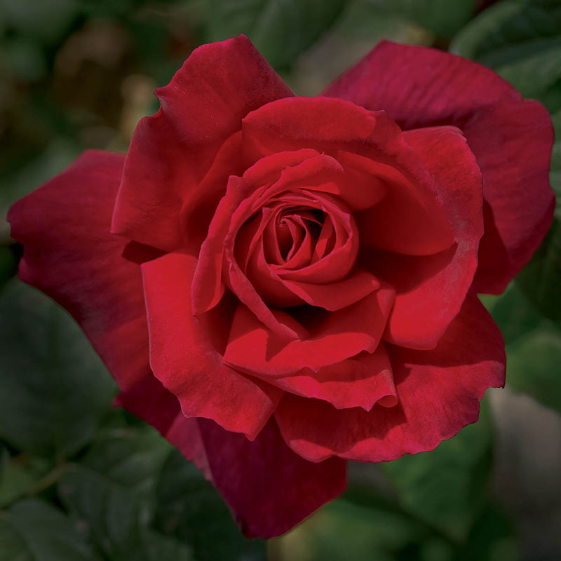Chrysler Imperial Hybrid Tea Rose - Hybrid Tea Roses | PlantsRose