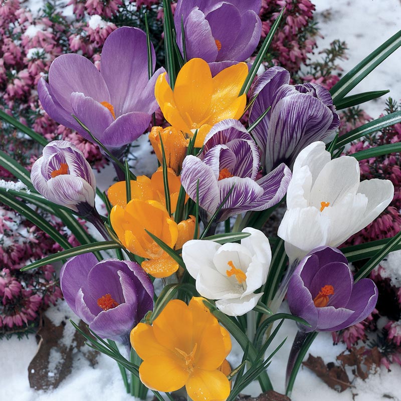 Giant Crocus for Naturalizing | PlantsRose