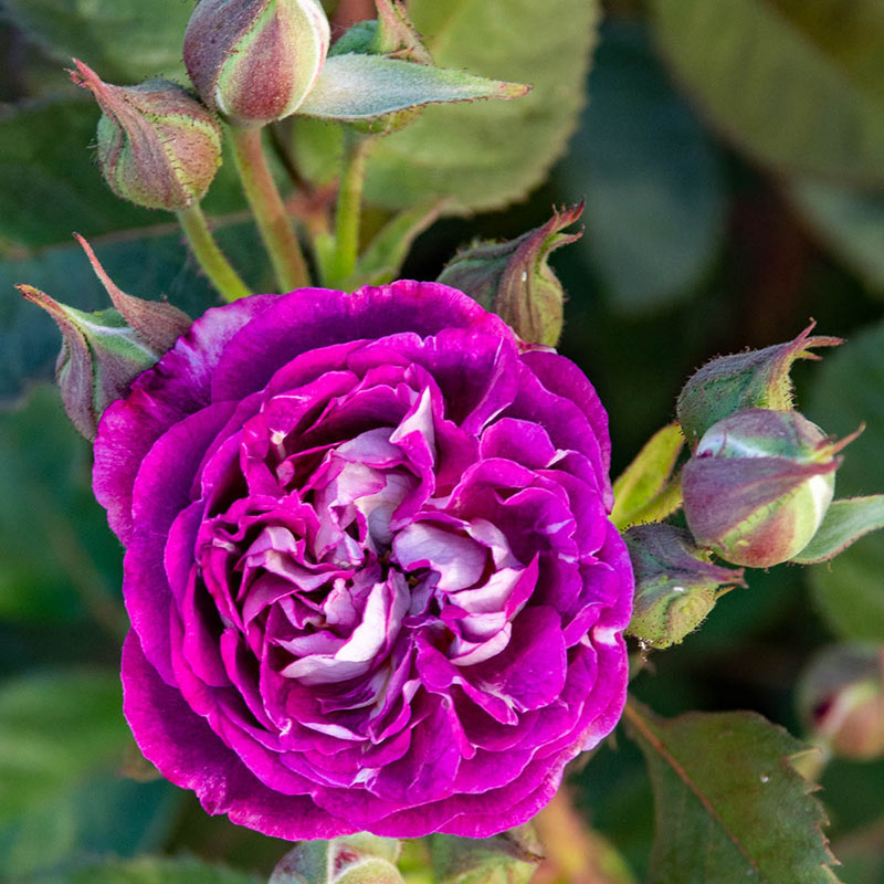 Cosmic Clouds Shrub Rose Shop Shrub Roses PlantsRose