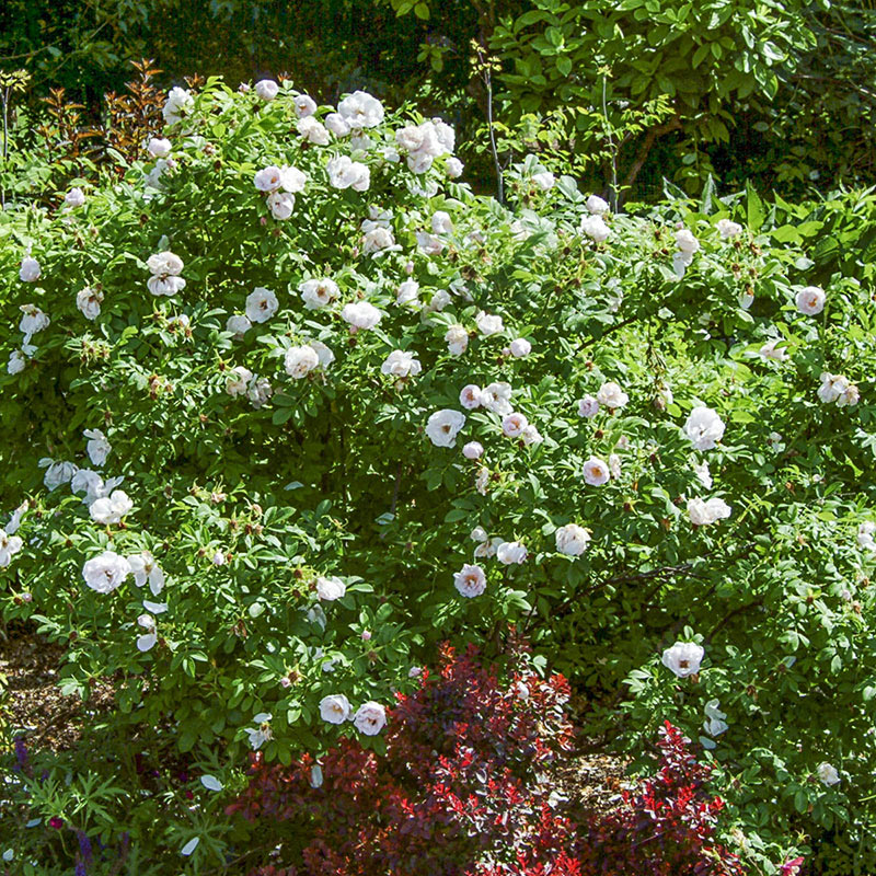 Snow Pavement Shrub Rose - Shop Rugosa Roses | PlantsRose