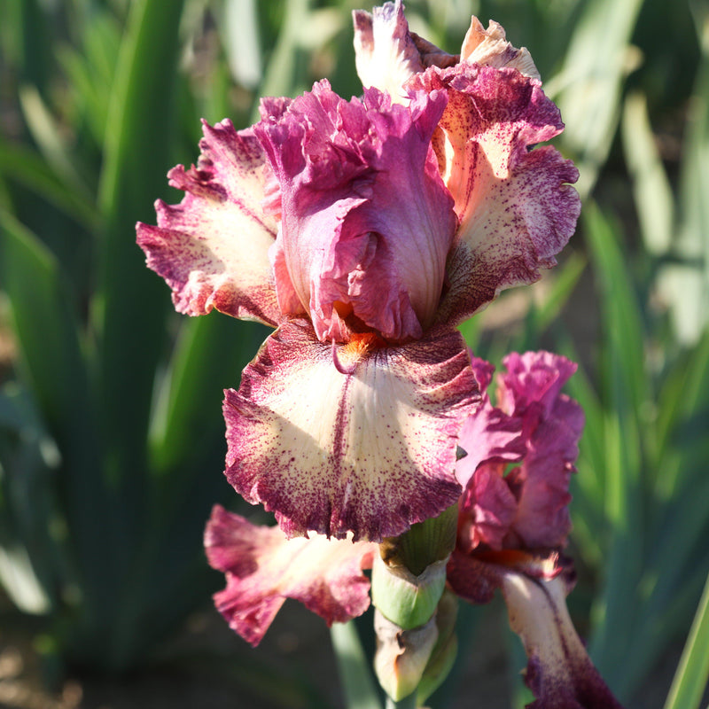 Buy Red Reblooming Tall Bearded Iris Rhizomes For Zone 3 | Rockstar ...