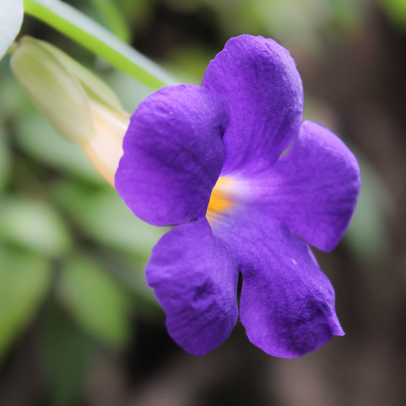 Pretty Purple-Blue Achimenes Bulbs for Sale Online | Mexicana – Iplantbulbs