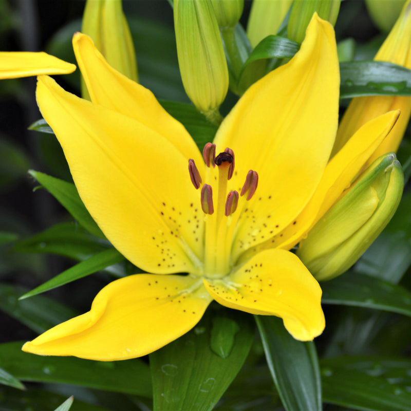Longiflorum-Asiatic (LA) Hybrid Lily Easter Bonnet Bulbs | Bright ...