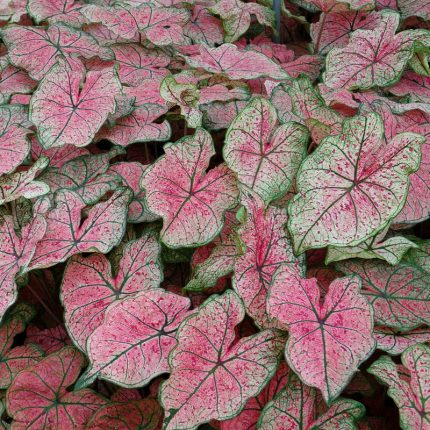 Bold Salmon-Colored Caladium Bulbs for Sale Online | Chinook – Iplantbulbs