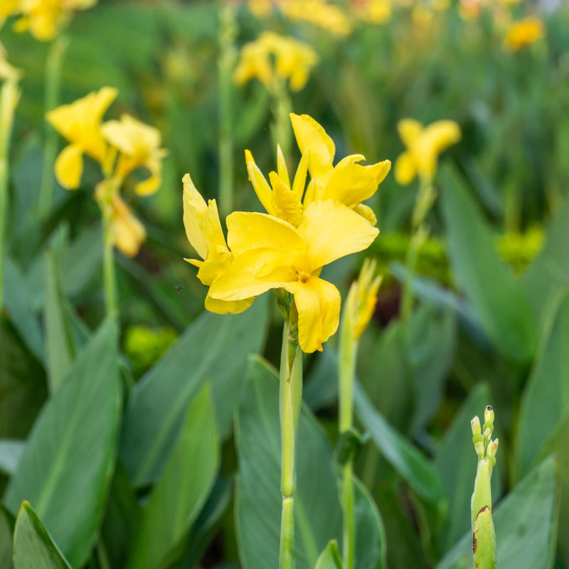 Bright Yellow Flowering Cannas for Sale | Shining Diva – Iplantbulbs