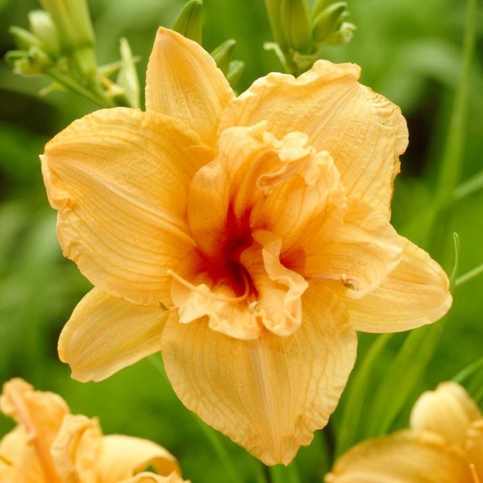 Apricot Daylily Bare Root Plants for Sale Online | Double Dream ... Apricot Daylily Bare Root Plants for Sale Online | Double Dream ...