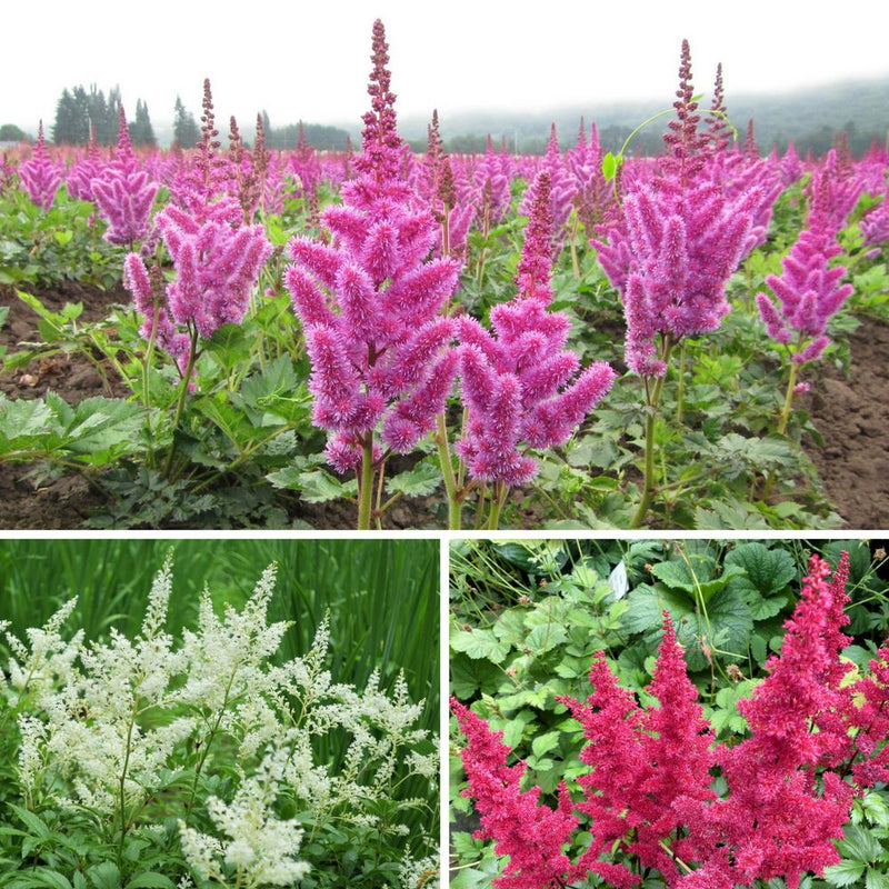 Astilbe Bare Root Plants for Sale | Luminous Shade Collection – Iplantbulbs