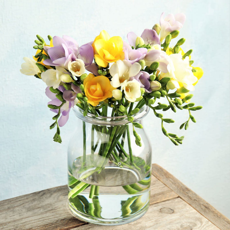 Fragrant & Bright Freesia Bulbs for Sale | Romance Collection – Iplantbulbs
