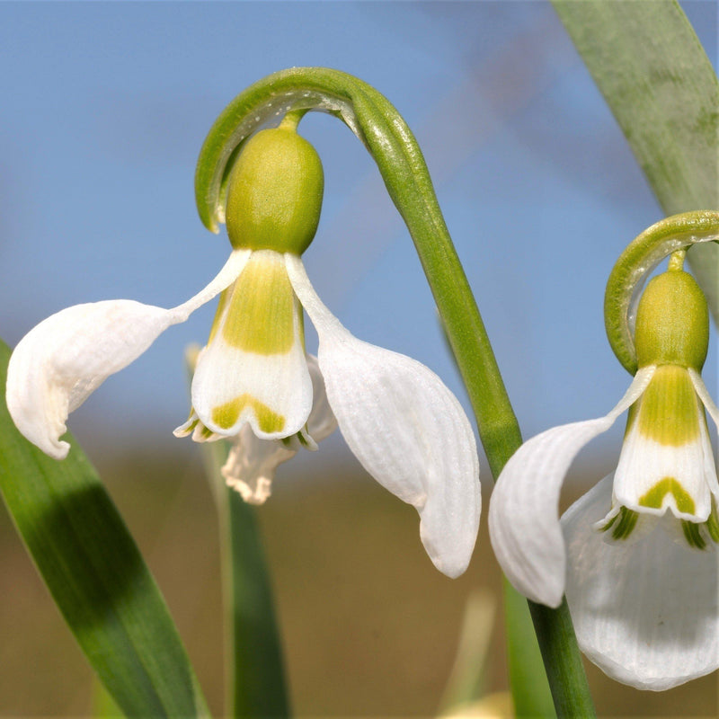 Gorgeous Galanthus Bulbs for Sale | Giant Snowdrop Elwesii – Iplantbulbs