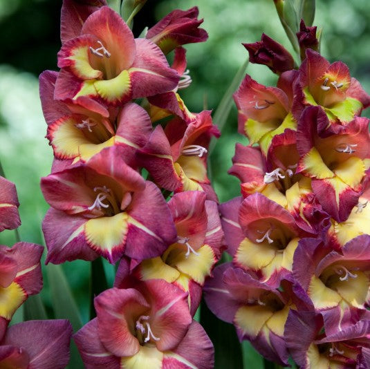 Maroon & Yellow Gladiolus Bulbs For Sale Online | Brescia – Iplantbulbs