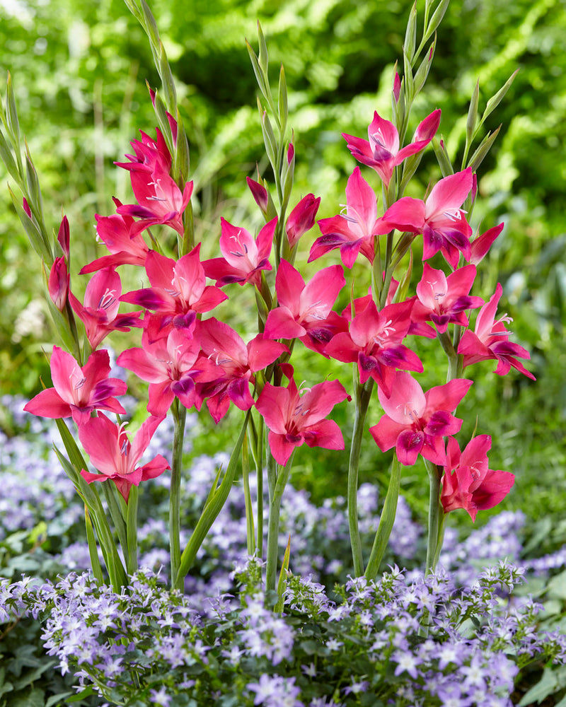 Hardy Pink Gladiolus Volcano | Gladiola Bulbs for Sale – Iplantbulbs