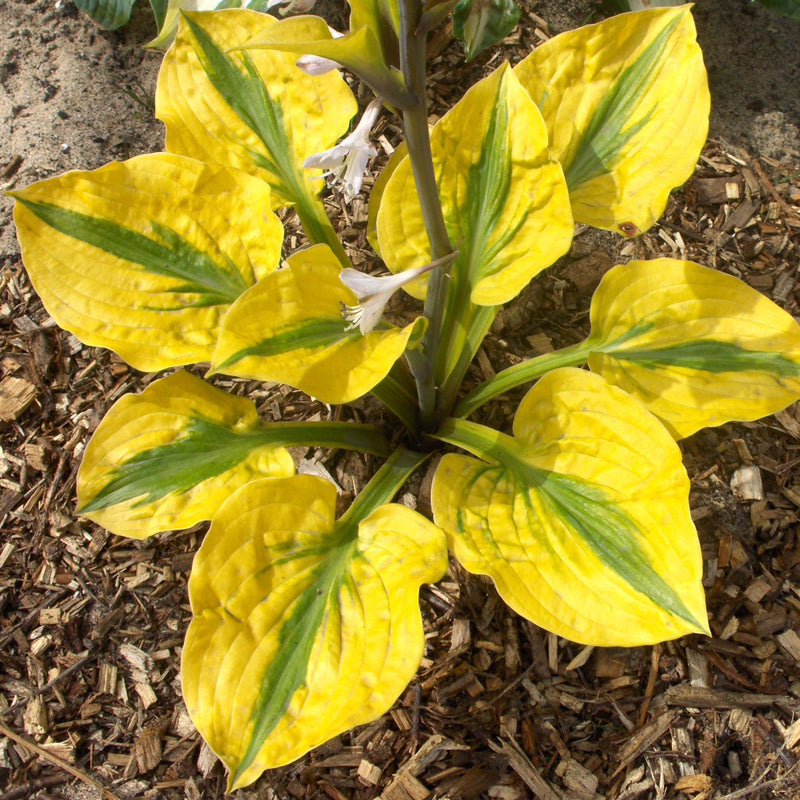 Bright Yellow Flowering Hosta Plants for Sale Online | Glad Rags ...
