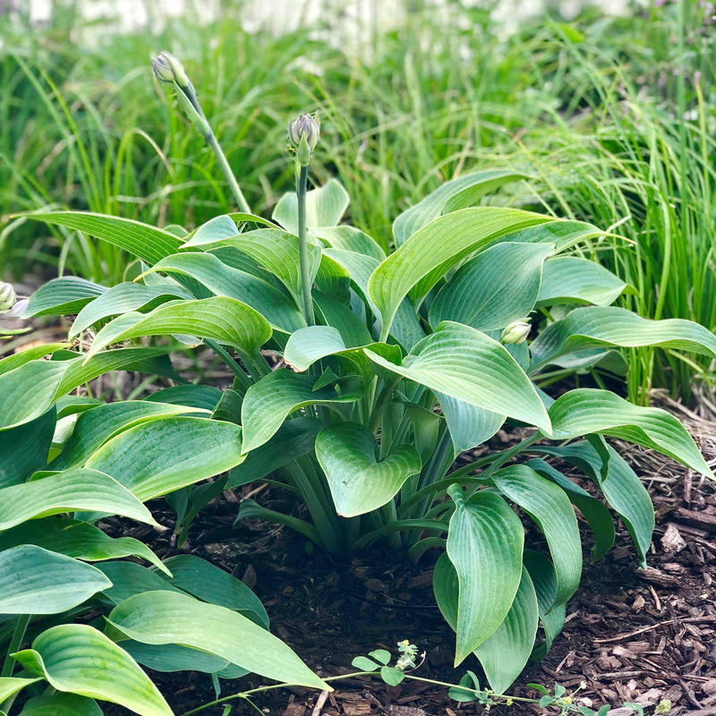 Heart-Shaped Blue Hosta Plants For Sale Online | Halcyon – Iplantbulbs