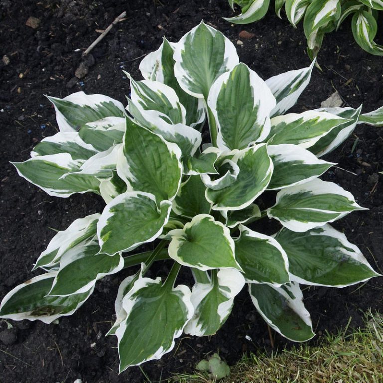 Bright Yellow Flowering Hosta Plants for Sale Online | Glad Rags ...