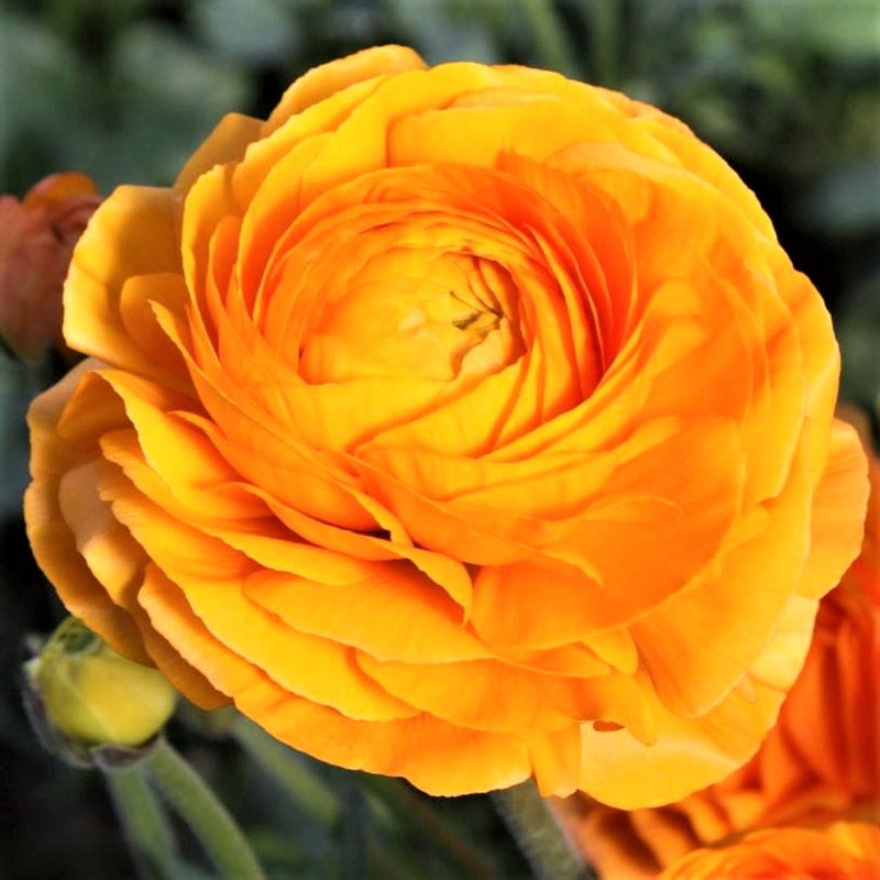 Bright Italian Ranunculus Bulbs for Sale | Elegance Clementine ...
