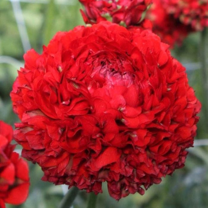 Italian Ranunculus | plantsrose.com
