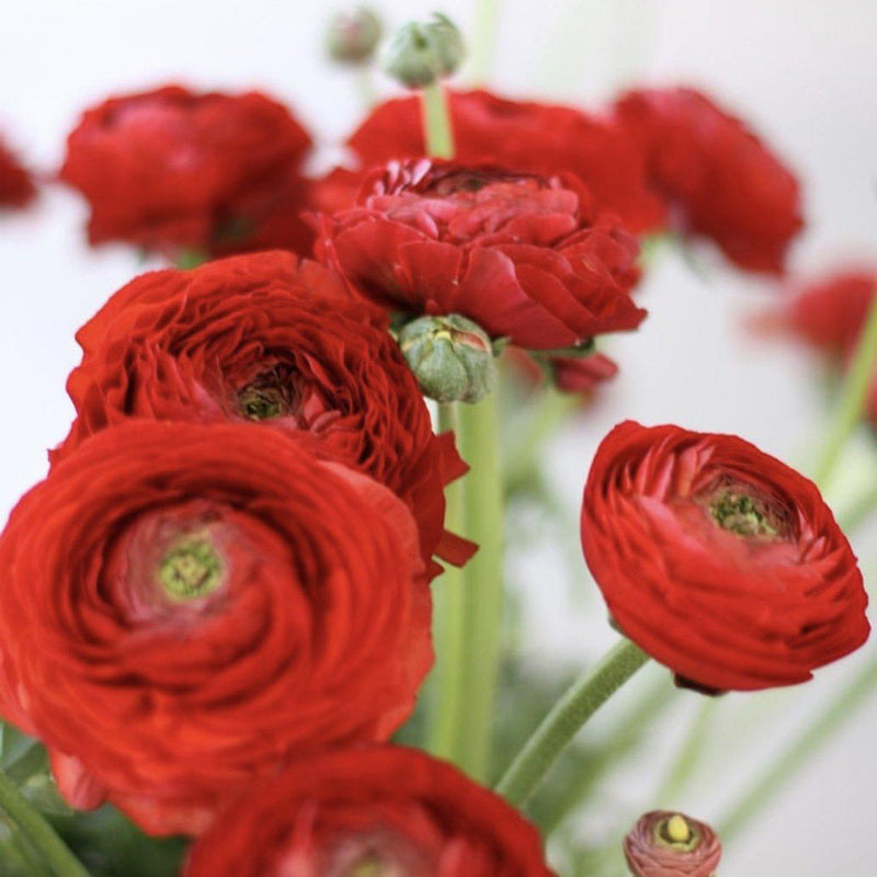 Red Italian Ranunculus Corms for Sale | Cloni Success Sangria – Iplantbulbs