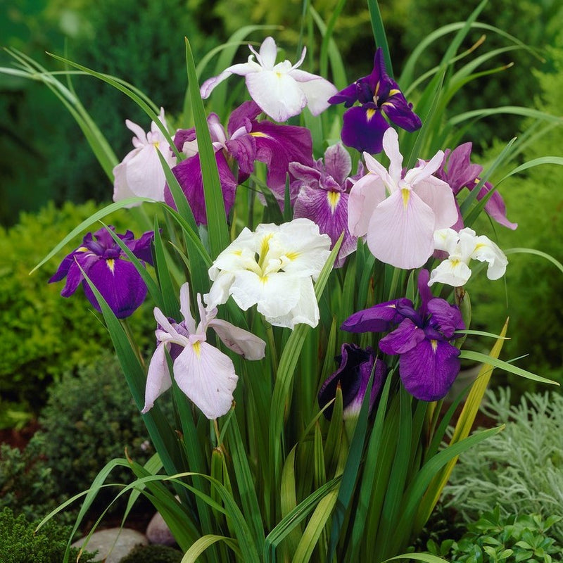 Mixed Color Japanese Iris Bulbs For Sale | Zen Garden Mix – Iplantbulbs