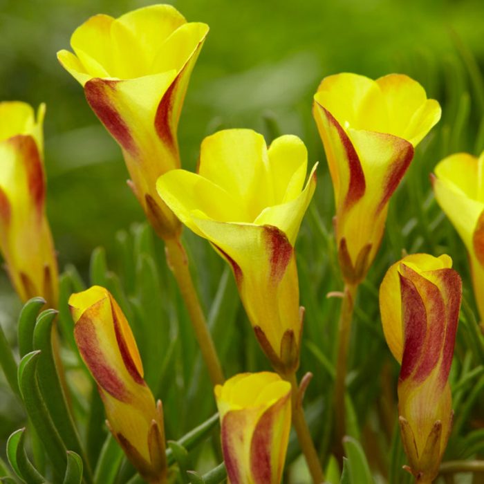 Stunning Yellow Oxalis Bulbs for Sale Online | Golden Cape – Iplantbulbs