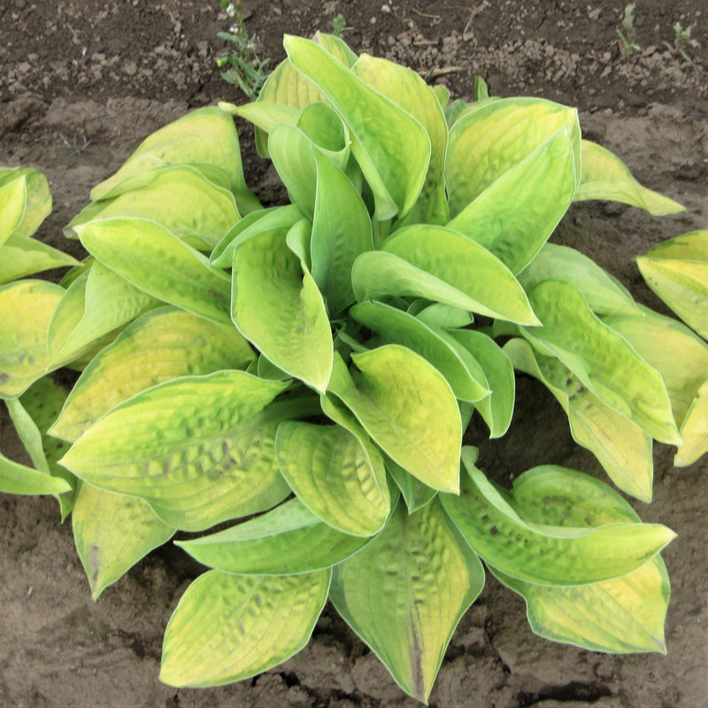 Hosta Paradigm – Iplantbulbs
