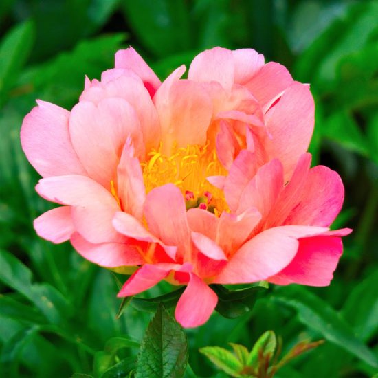 Blushing Coral Peony Bulbs For Sale | Coral Sunset (Fragrant) – Iplantbulbs