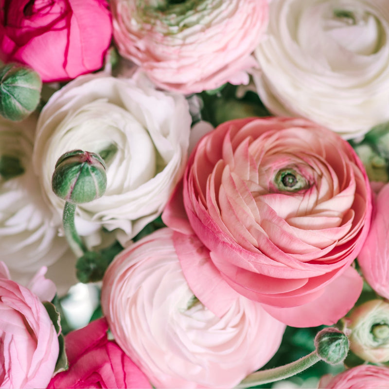 Tecolote? Ranunculus Bulbs for Sale | Pastel Collection – Iplantbulbs