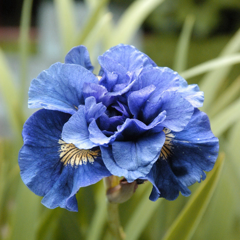 Double Blue Siberian Iris Bulbs For Sale | Concord Crush – Iplantbulbs