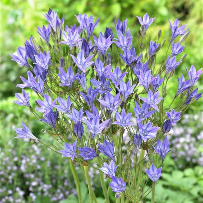 Triteleia Laxa Corrina Bulbs | Pretty Face | Fool's Onion | Brodiaea ...