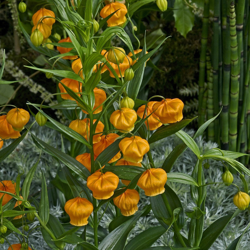 Sandersonia – Iplantbulbs