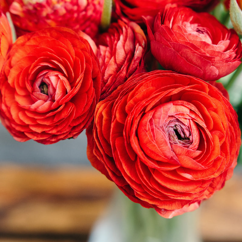 Tecolote Ranunculus Red Bulbs For Sale | Red Ranunculus – Iplantbulbs